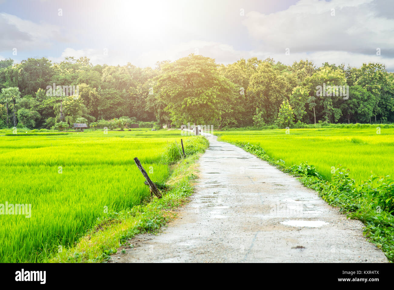 road pass green rice field in to the forest rural countryside landscape ...