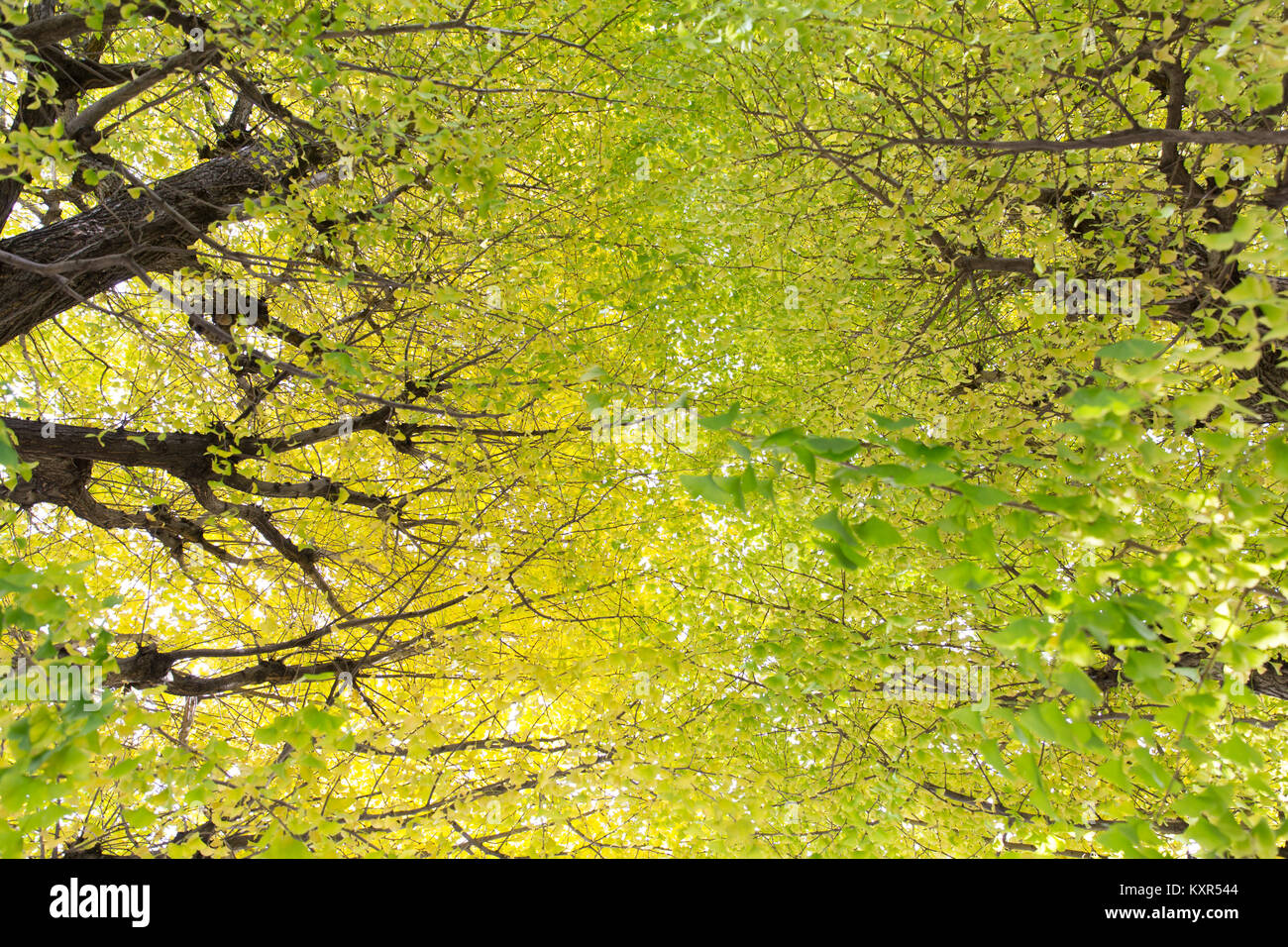 Ginkgo Green Trees Nature forest in Japan Background Stock Photo - Alamy