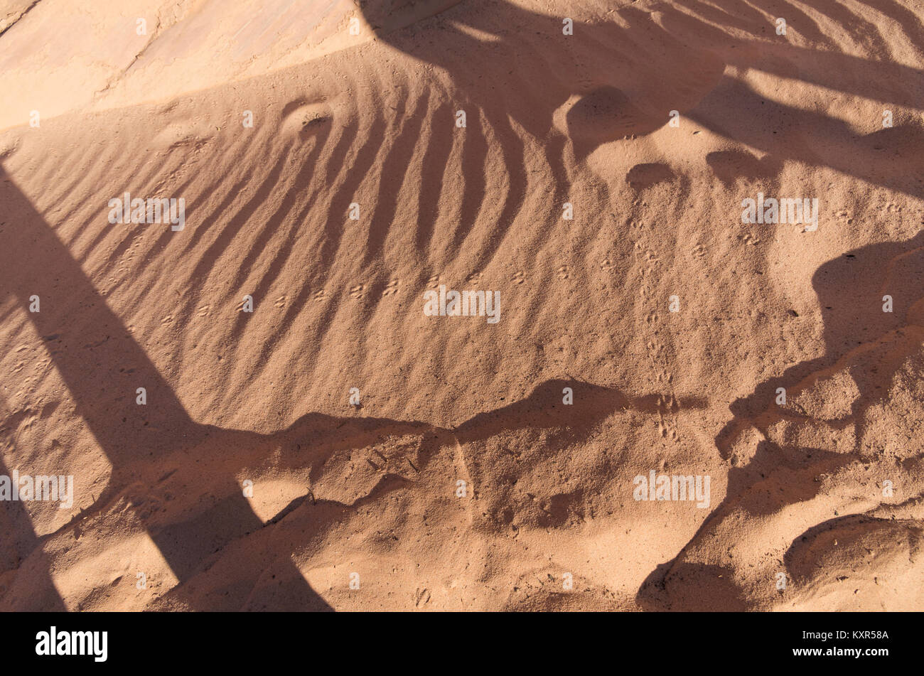 Animal Tracks Sand High Resolution Stock Photography and Images - Alamy