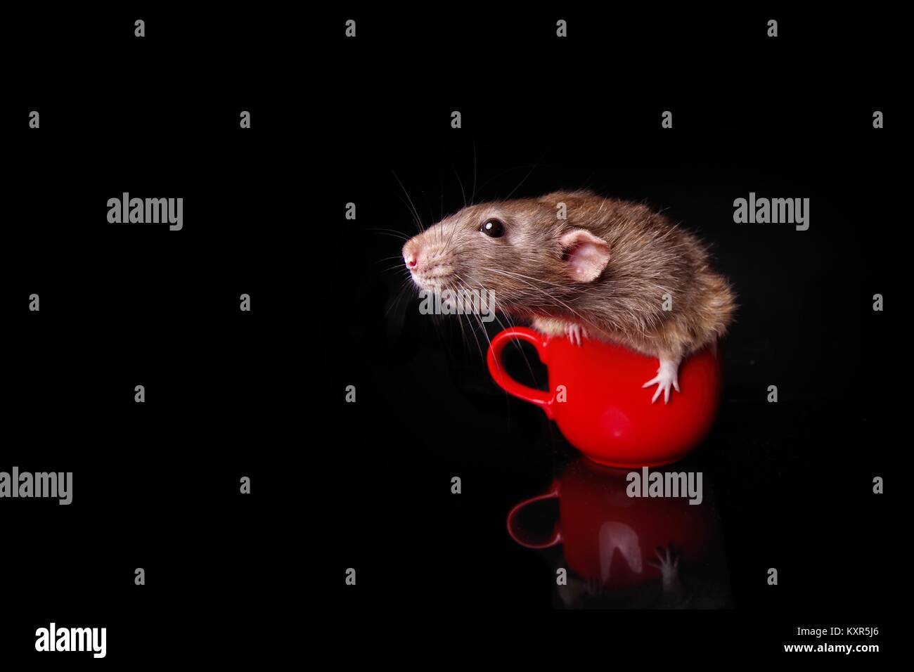 Funny rodent in a red Mug Stock Photo - Alamy