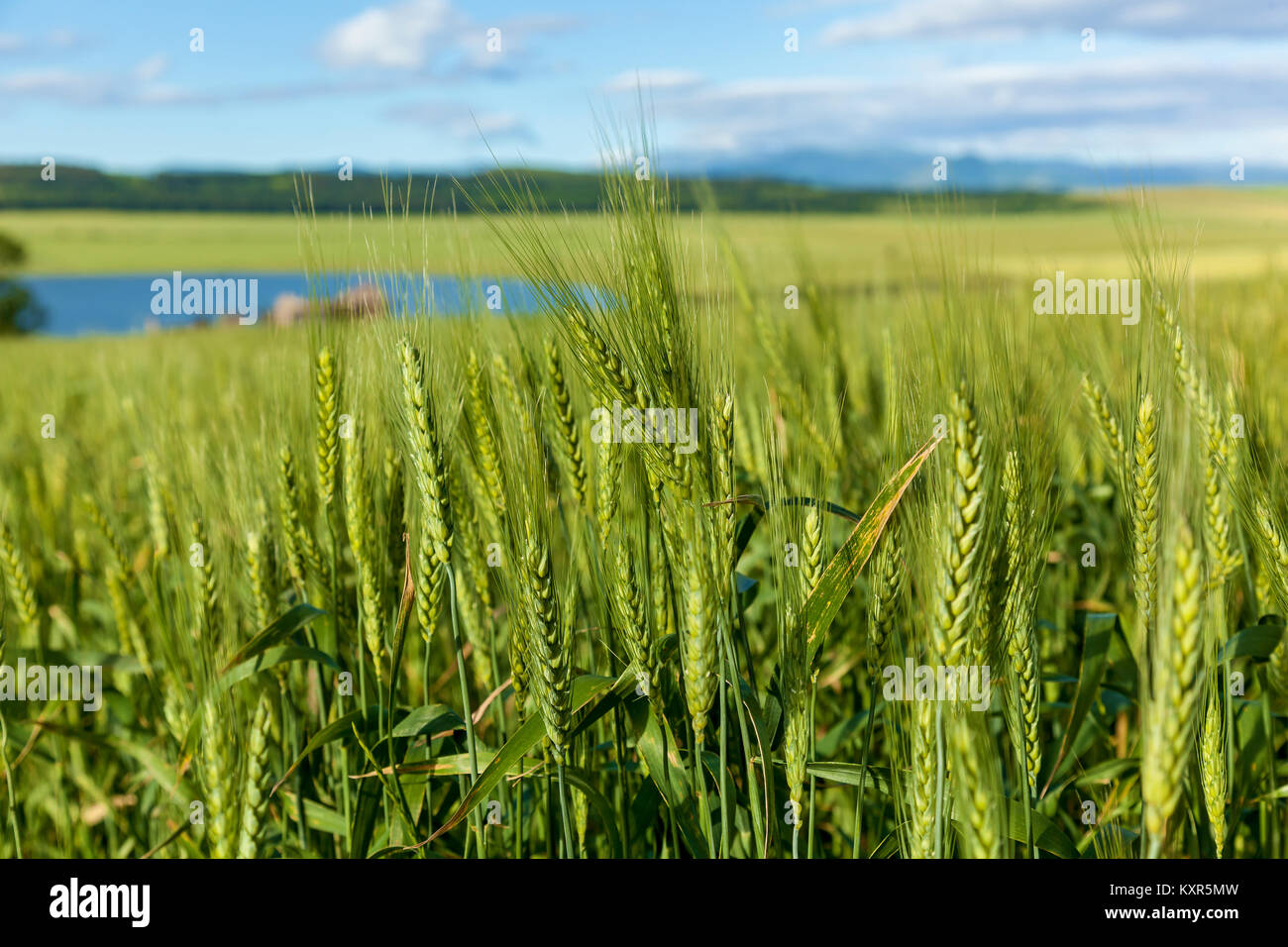 Young green wheat spike on blue sky background. Green spikelets of ...