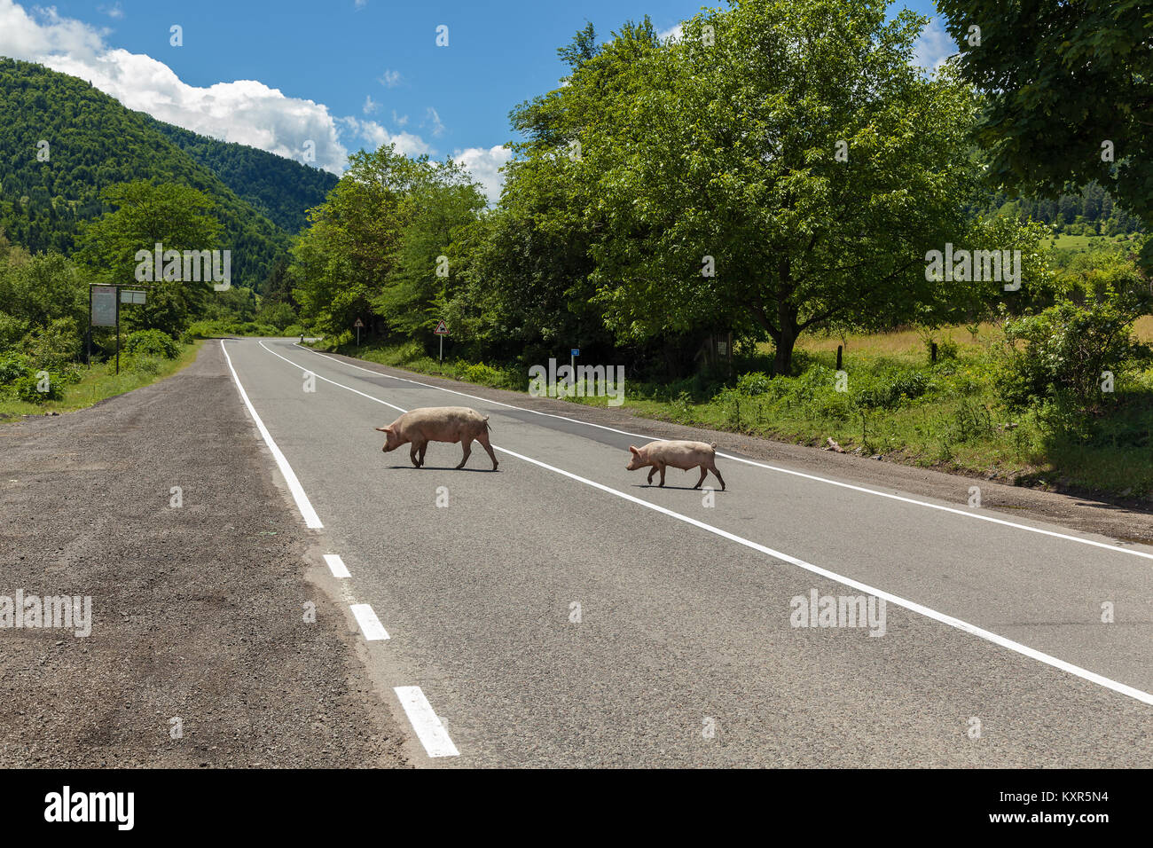 Blackpig hi-res stock photography and images - Alamy