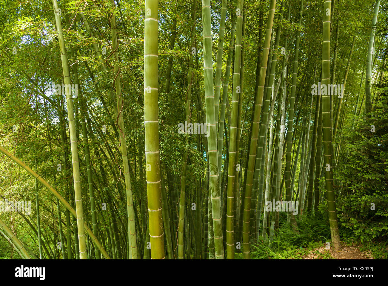 Bambooforest hi-res stock photography and images - Alamy