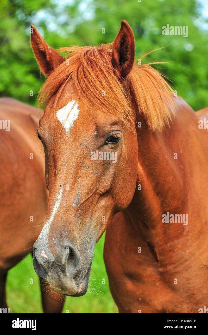 Closeup brown horse in farm Stock Photo - Alamy