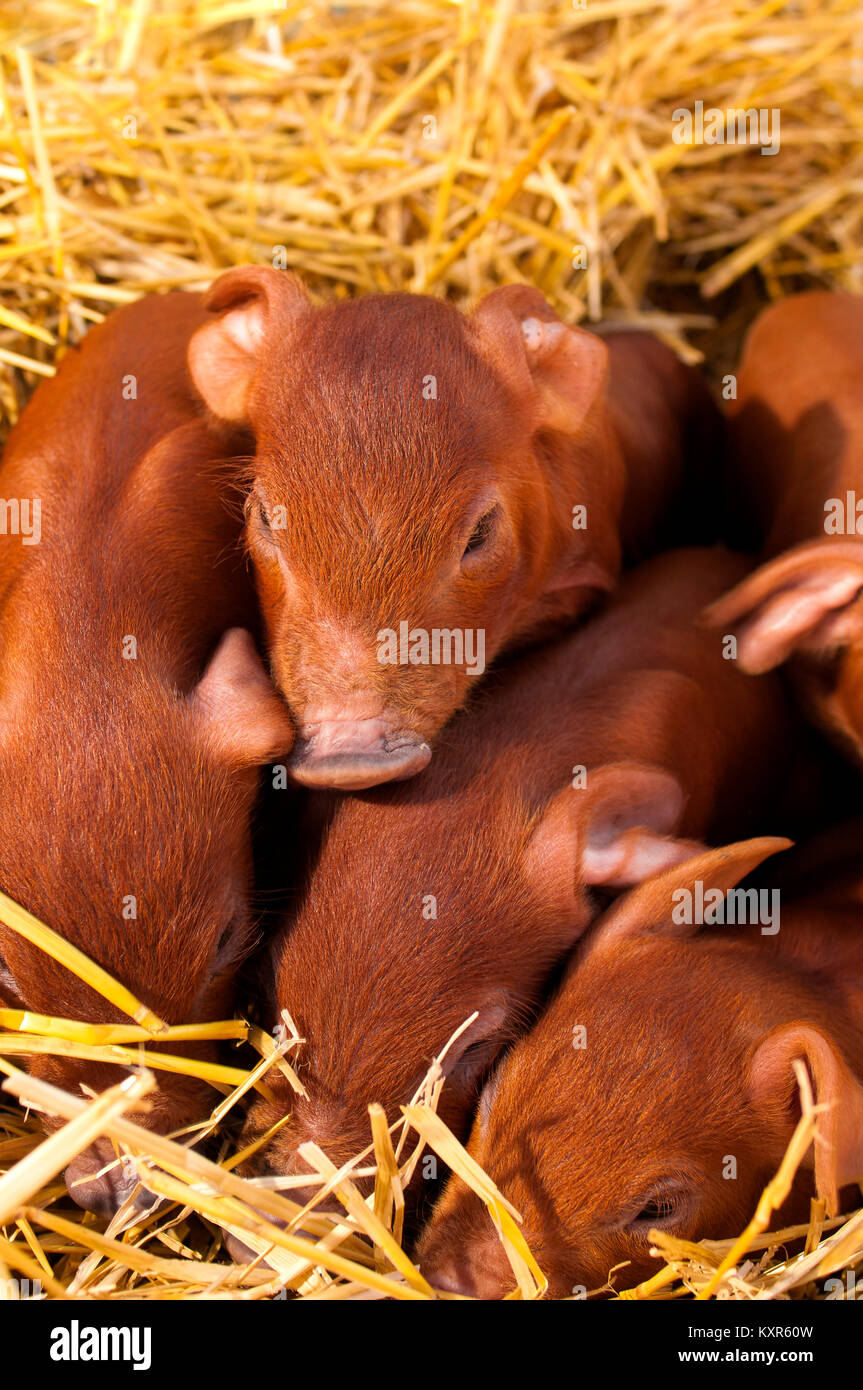Piggys hi-res stock photography and images - Alamy