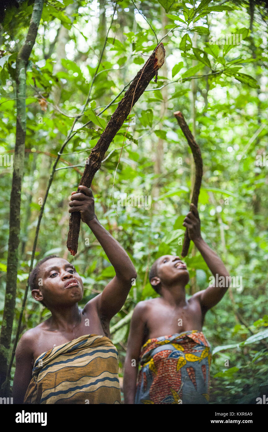 Women from Baka tribe are getting and drinking water from the trees in ...