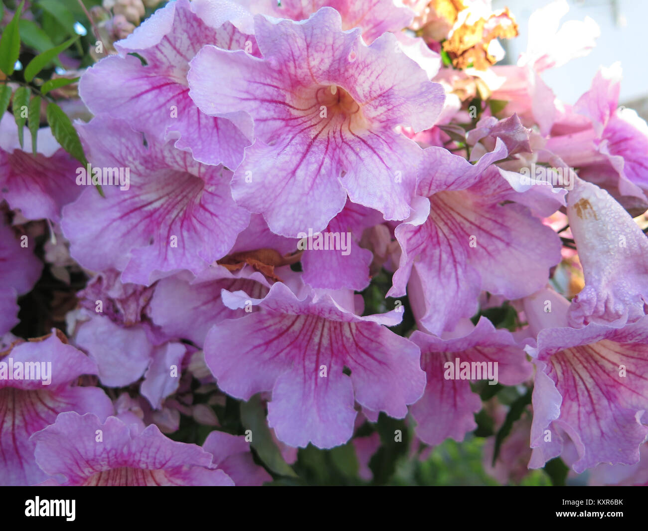 Climbing Bower Vine - Pandorea jasminoides on granite wall on country ...