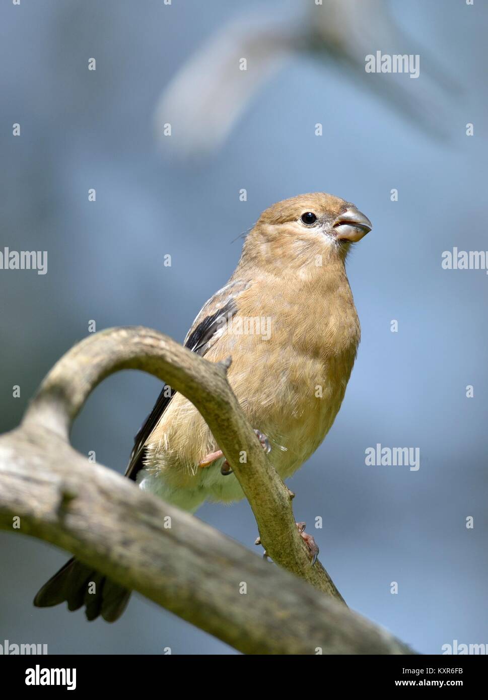 Bullfinch on tree hi-res stock photography and images - Alamy