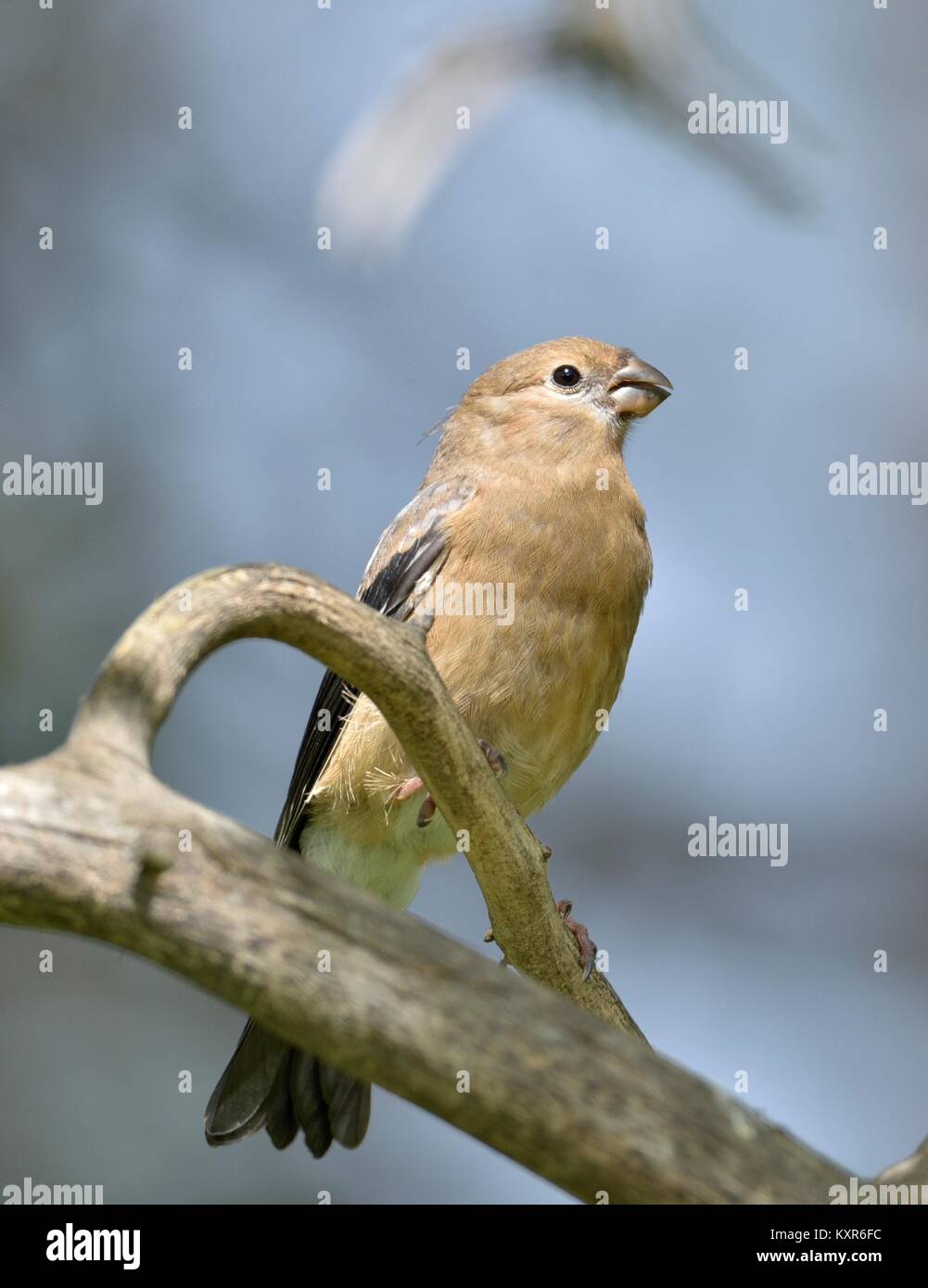 The female bullfinch sitting on a branch. Eurasian bullfinch (Pyrrhula ...