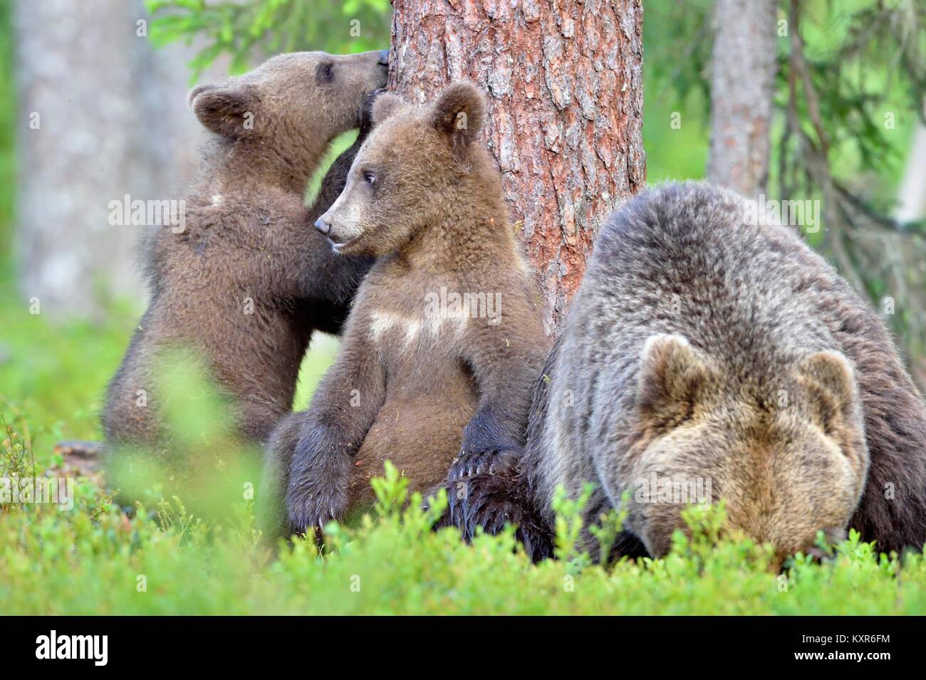 She-bear and bear-cubs. Adult female of Brown Bear (Ursus arctos) with ...