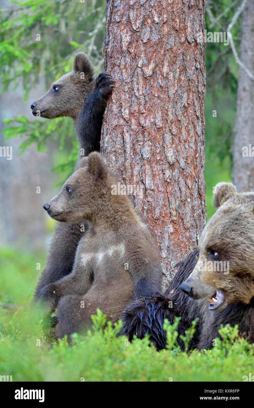 She-bear and bear-cubs. Adult female of Brown Bear (Ursus arctos) with ...