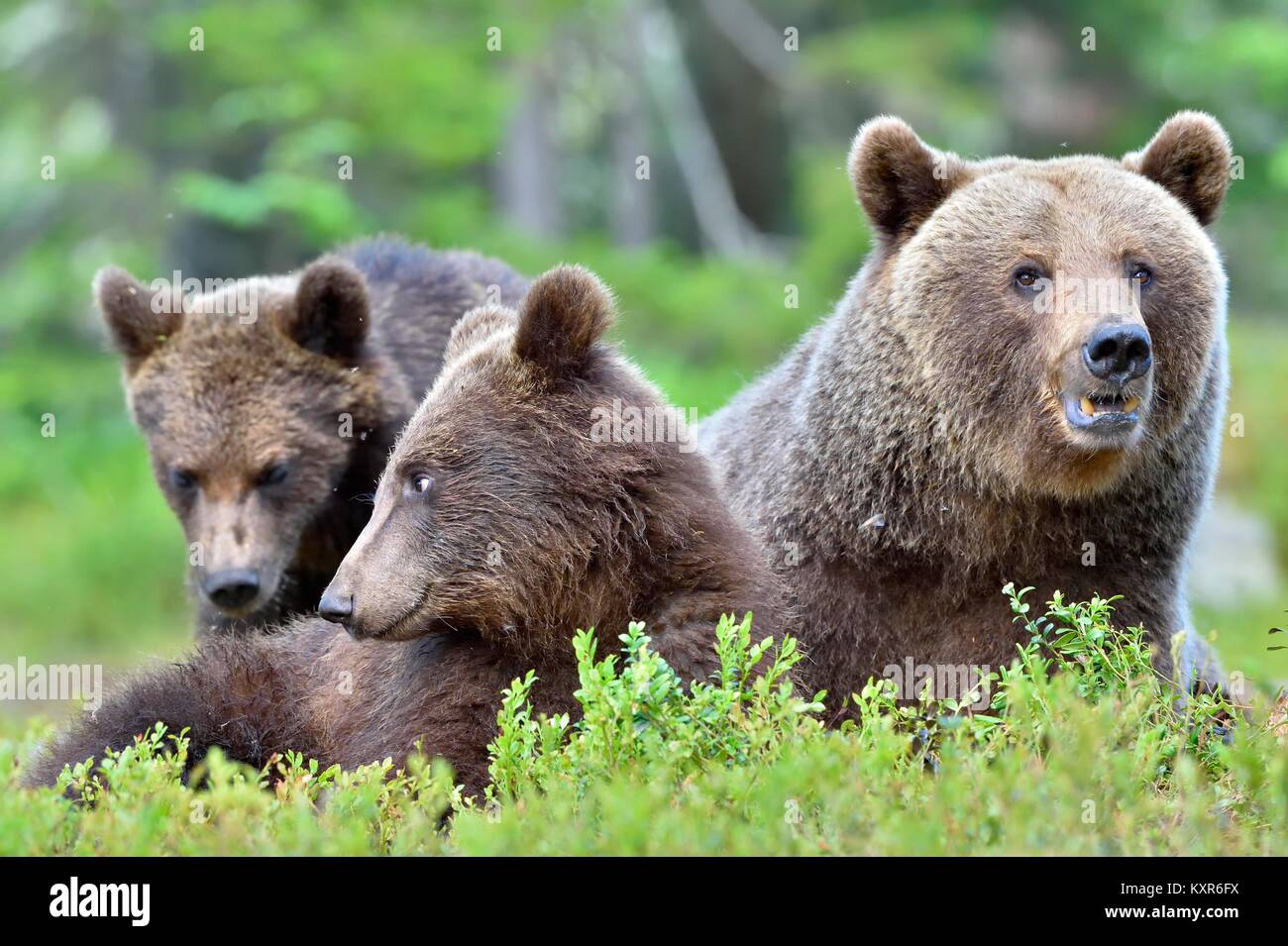 She-bear and bear-cubs. Adult female of Brown Bear (Ursus arctos) with ...