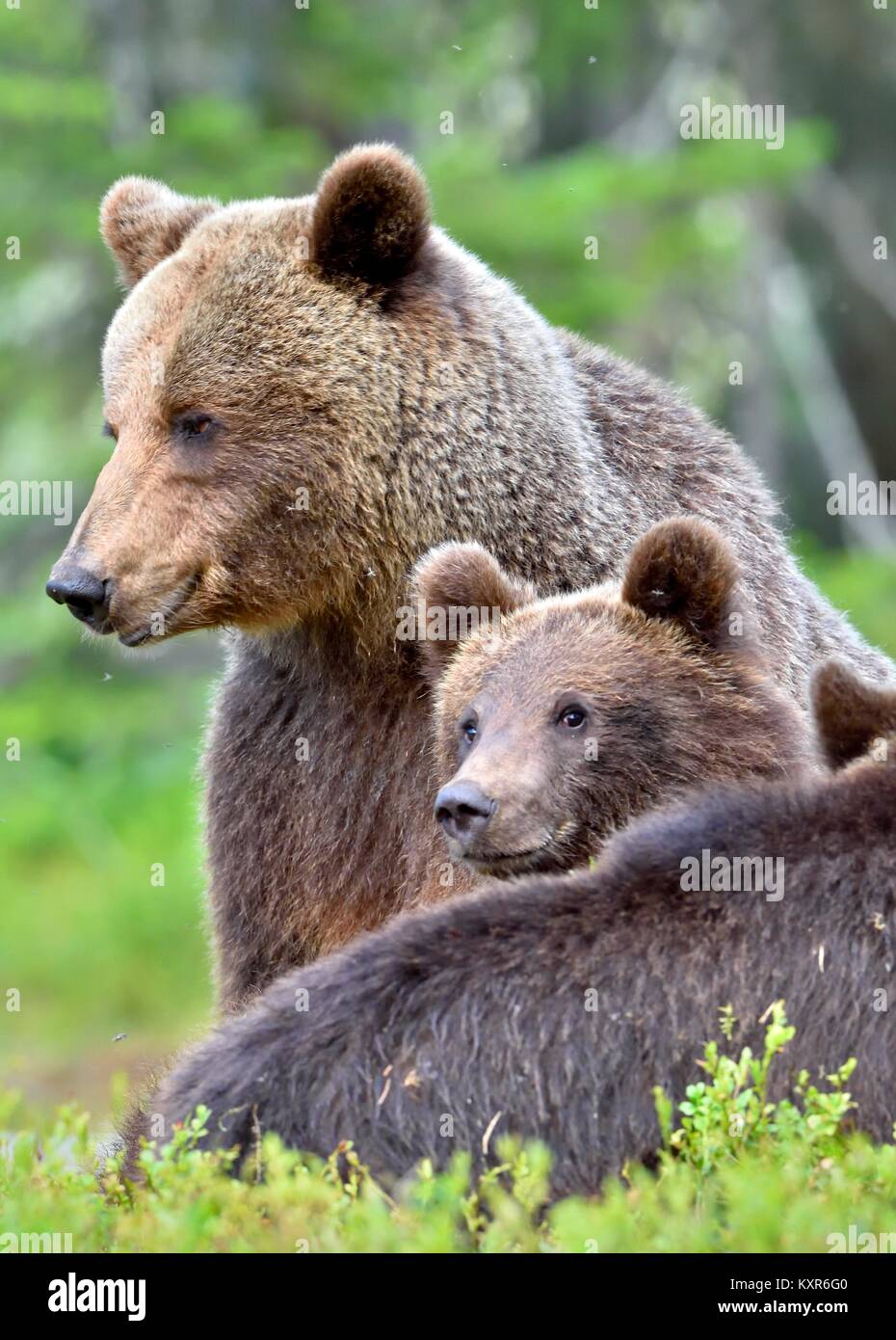 She-bear and bear-cubs. Adult female of Brown Bear (Ursus arctos) with ...