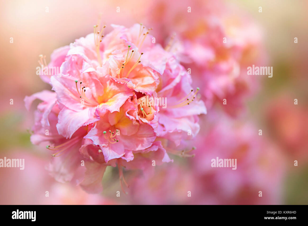 Flowering azalea shrub hi-res stock photography and images - Alamy