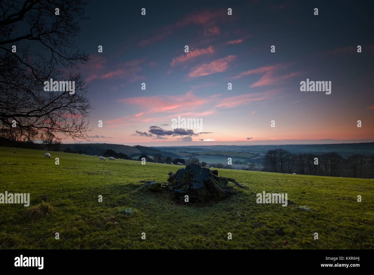 Old winchester hill sheep hi-res stock photography and images - Alamy
