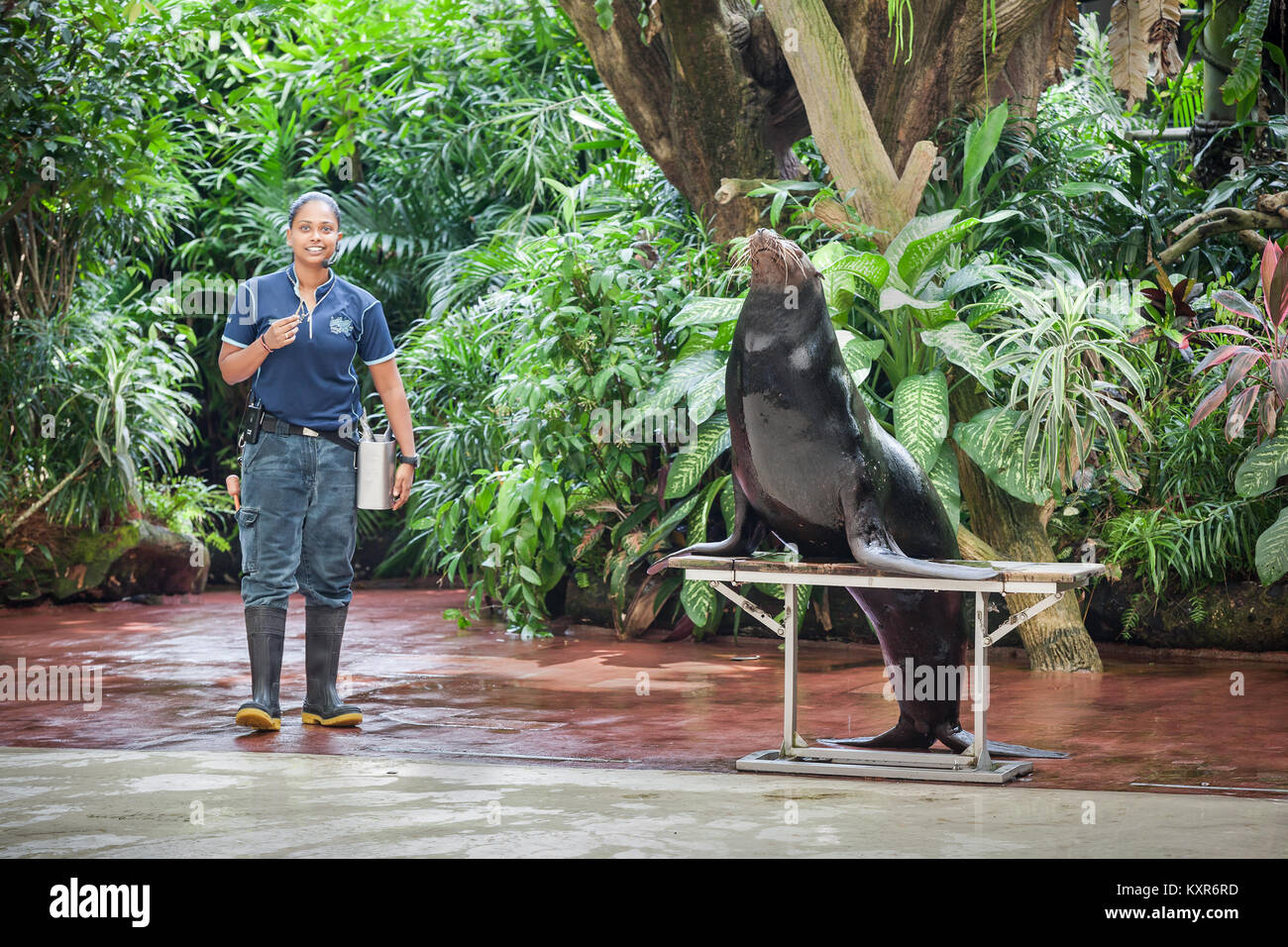 SINGAPORE - OCTOBER 16, 2014: Splash Safari Show in Singapore Zoo Stock ...