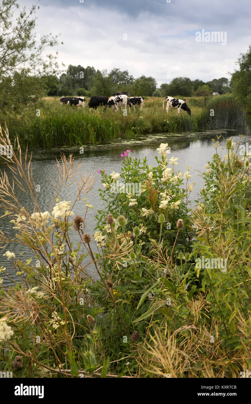 UK, England, Oxfordshire, Kelmscott, wild flowers growing on banks of ...