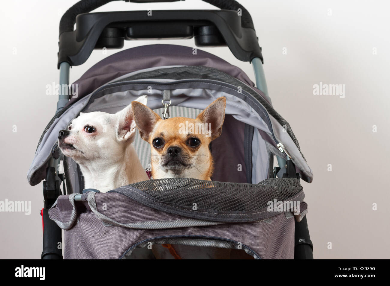 Cinnamon and white Chihuahua are sitting in comfortable pet stroller ...