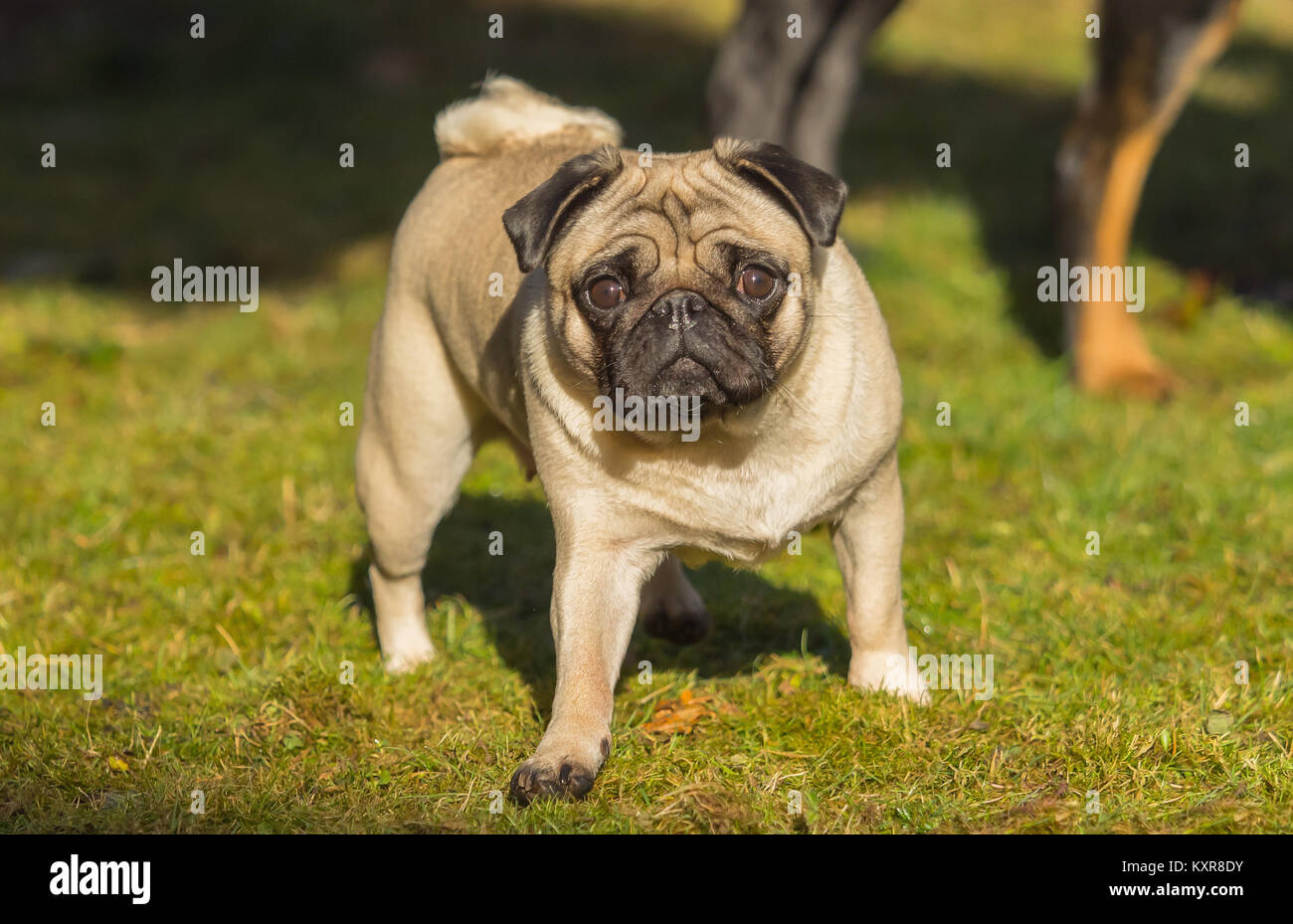 Fluffy pug hi-res stock photography and images - Alamy