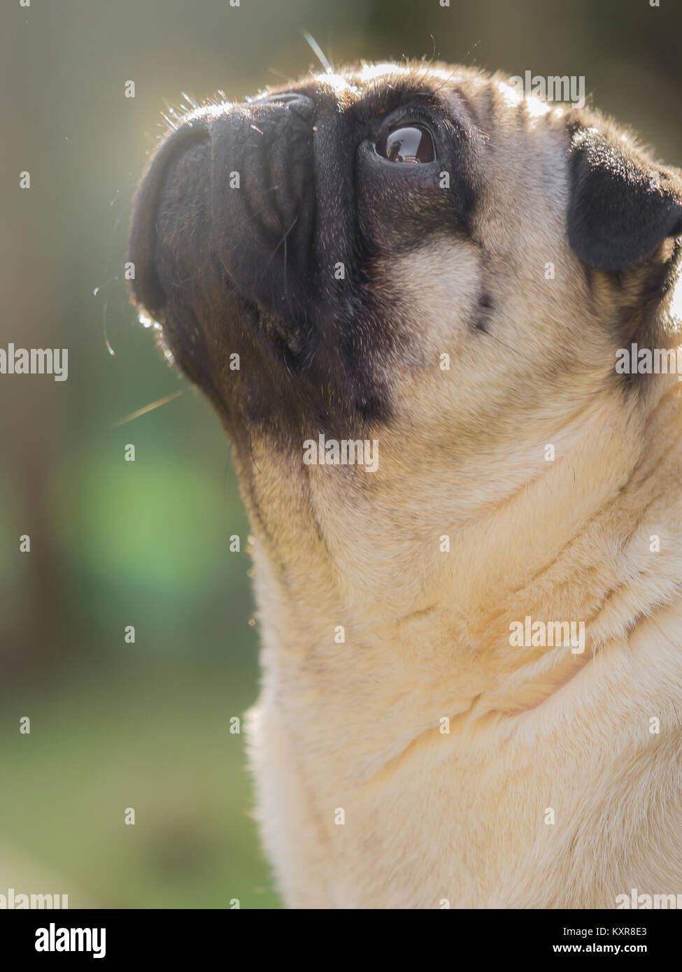 Beautiful pug hi-res stock photography and images - Alamy