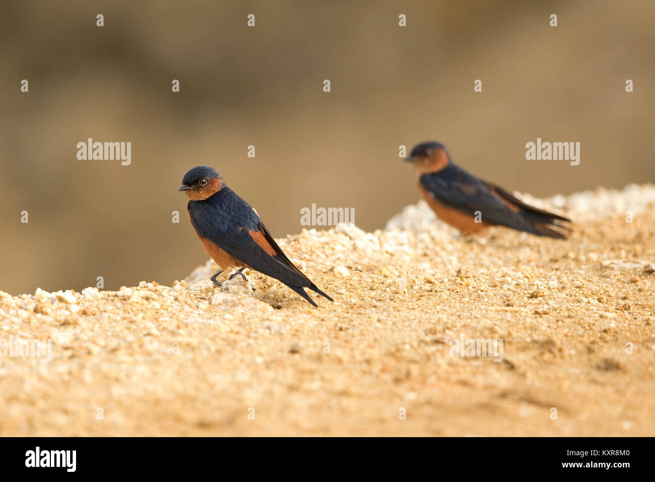 Sri Lanka Swallow (Cecropis hyperythra Stock Photo - Alamy