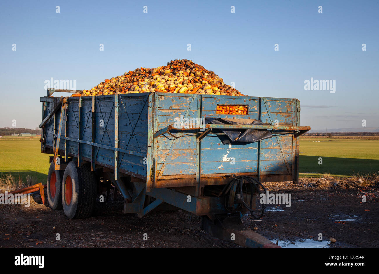 Farm trailer full of reject vegetable produce in Rufford, Lancashire ...