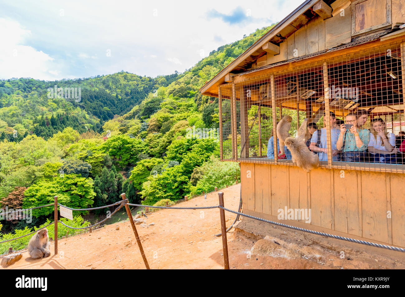 People enjoying with monkey Stock Photo - Alamy