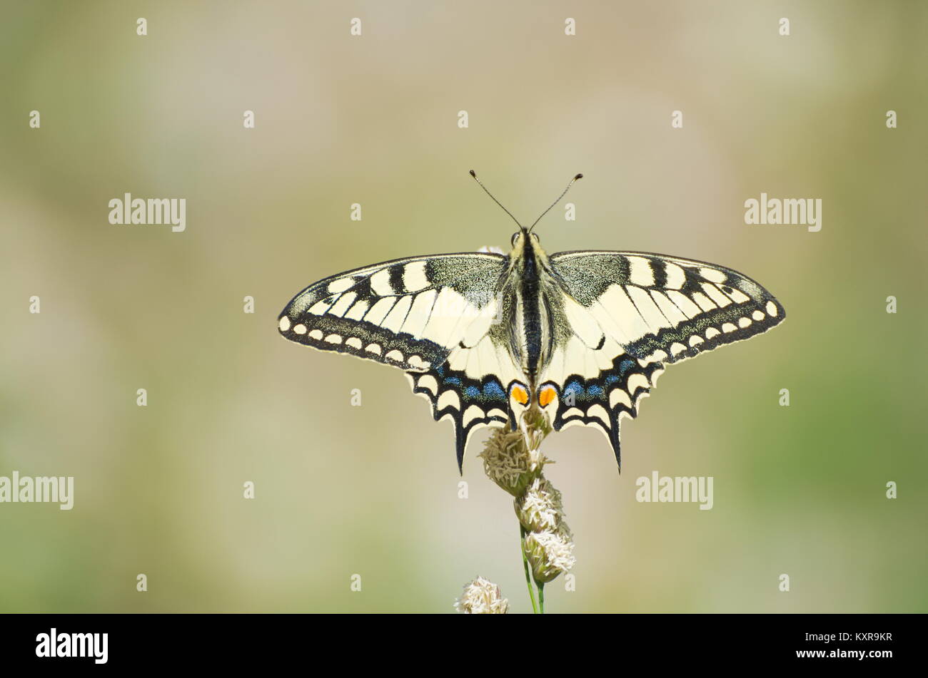 Yellow Old World Swallowtail Papilio Machaon Butterfly Stock Photo - Alamy