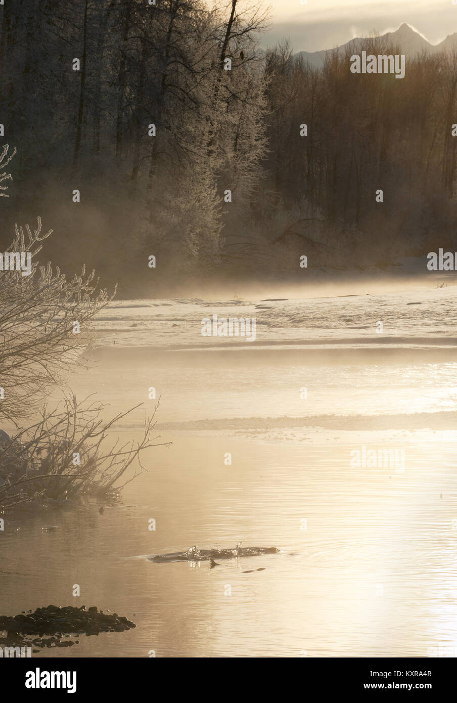 Winter Chilkat River in sunrise light. Alaska. USA Stock Photo - Alamy