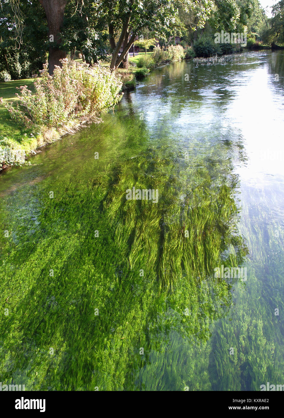 The River Test from Mill Lane, Romsey, Hampshire, England, UK Stock ...