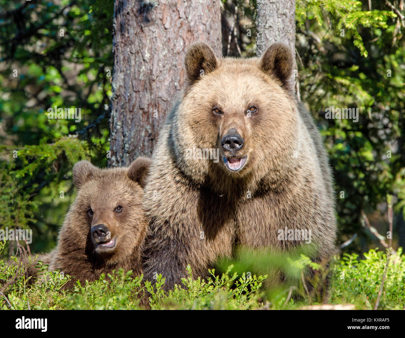 She-Bear and Cubs of Brown bear (Ursus Arctos Arctos) in the summer ...