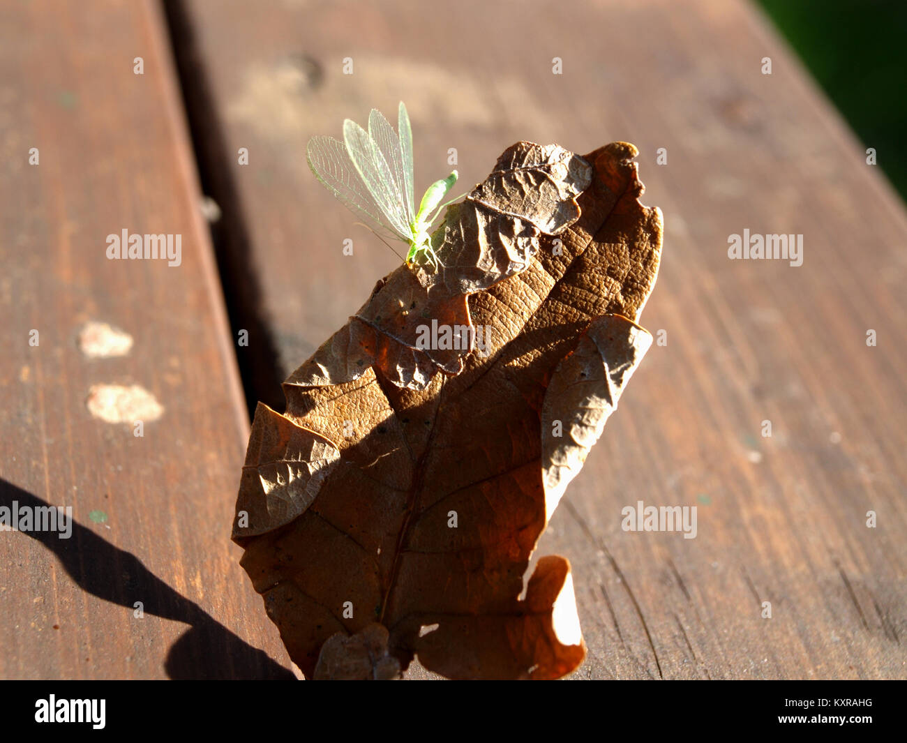 Flying green thing hi-res stock photography and images - Alamy
