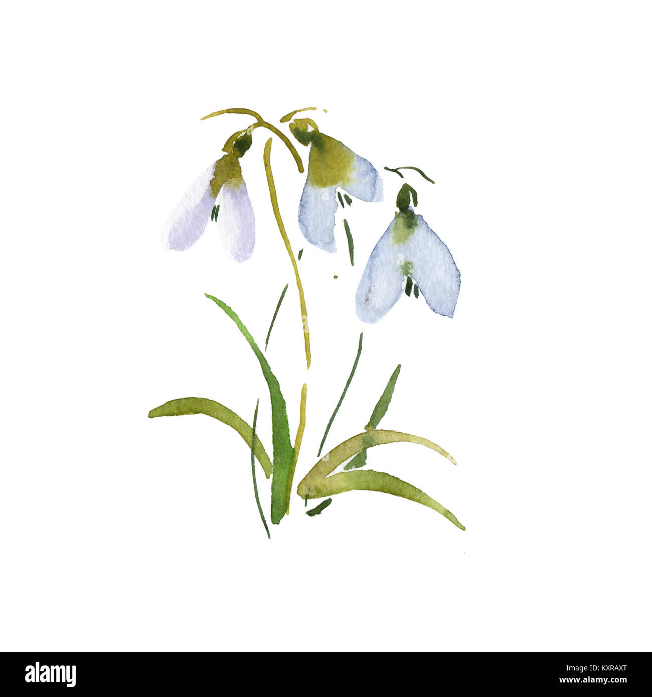 Snowdrop Flower Drawing
