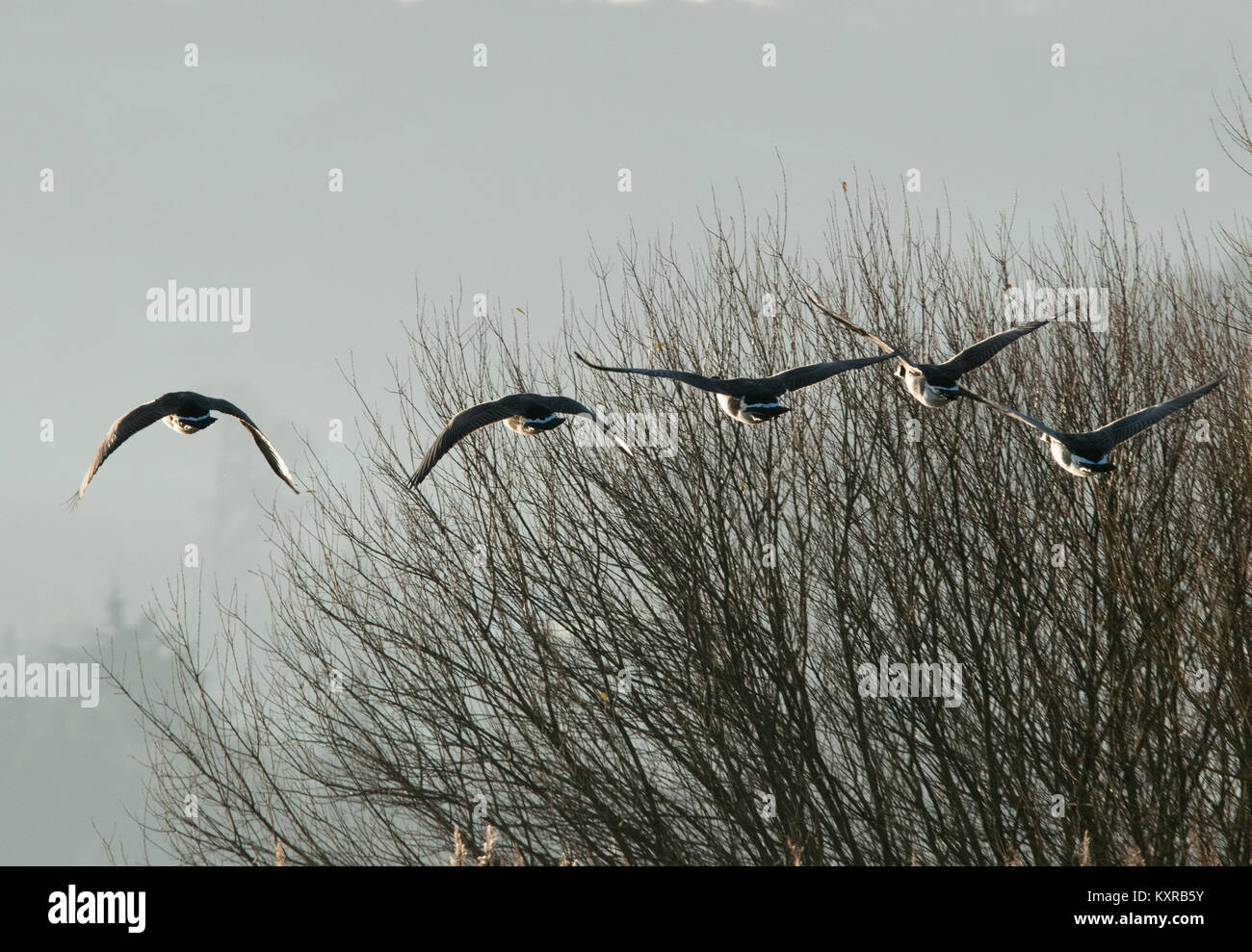 British geese hi-res stock photography and images - Alamy