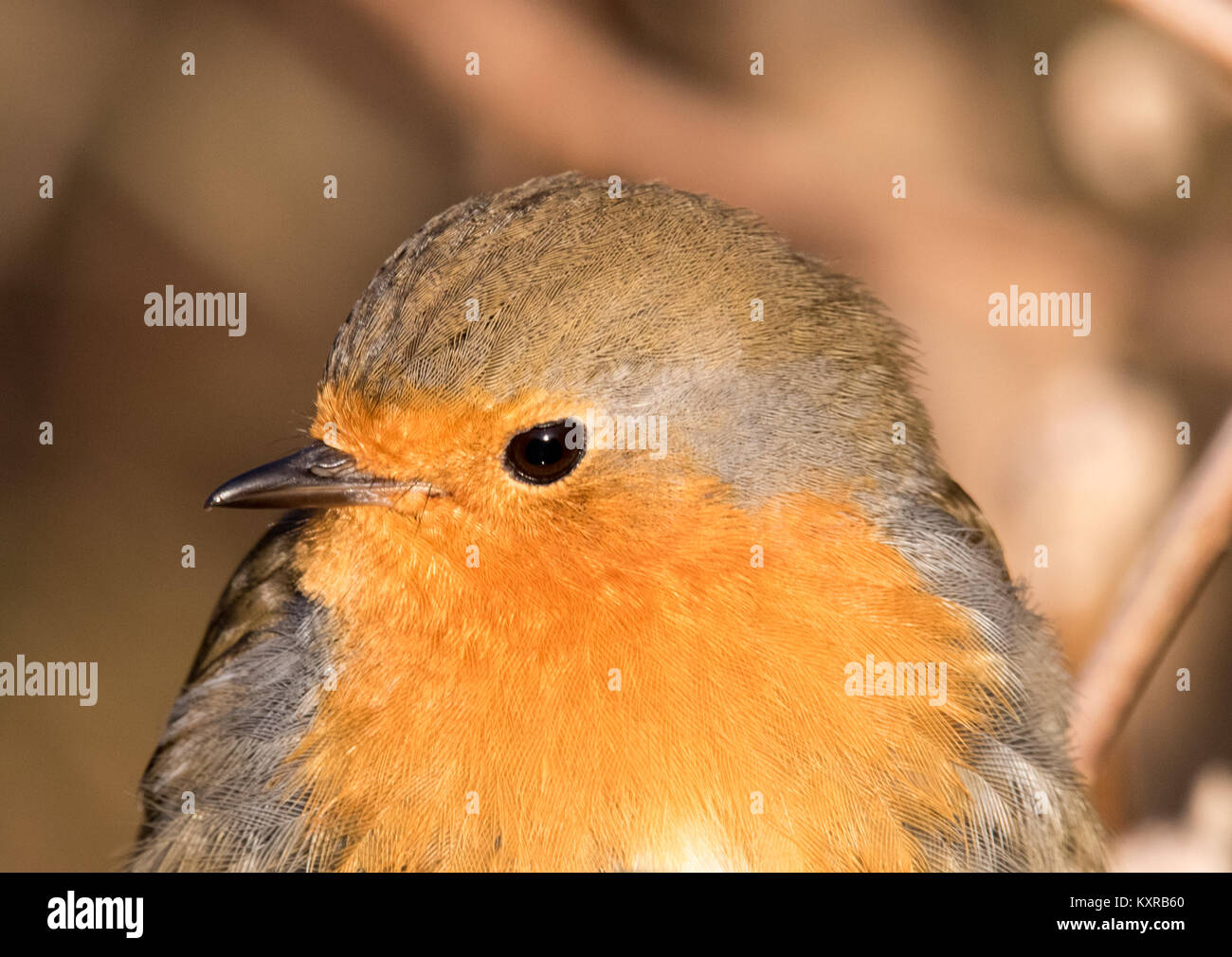 British robin hi-res stock photography and images - Alamy