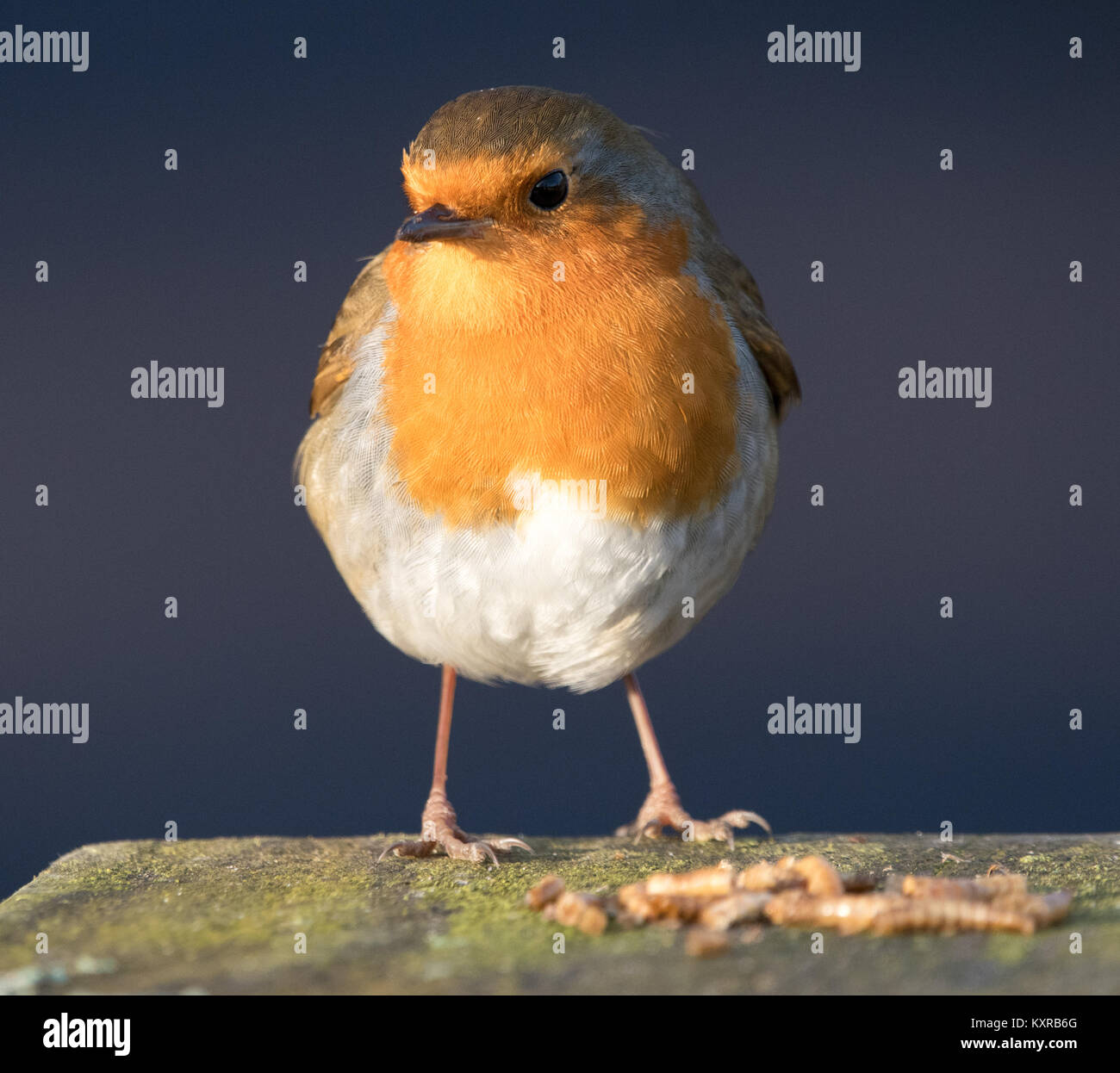 Close up of robin redbreast hi-res stock photography and images - Alamy