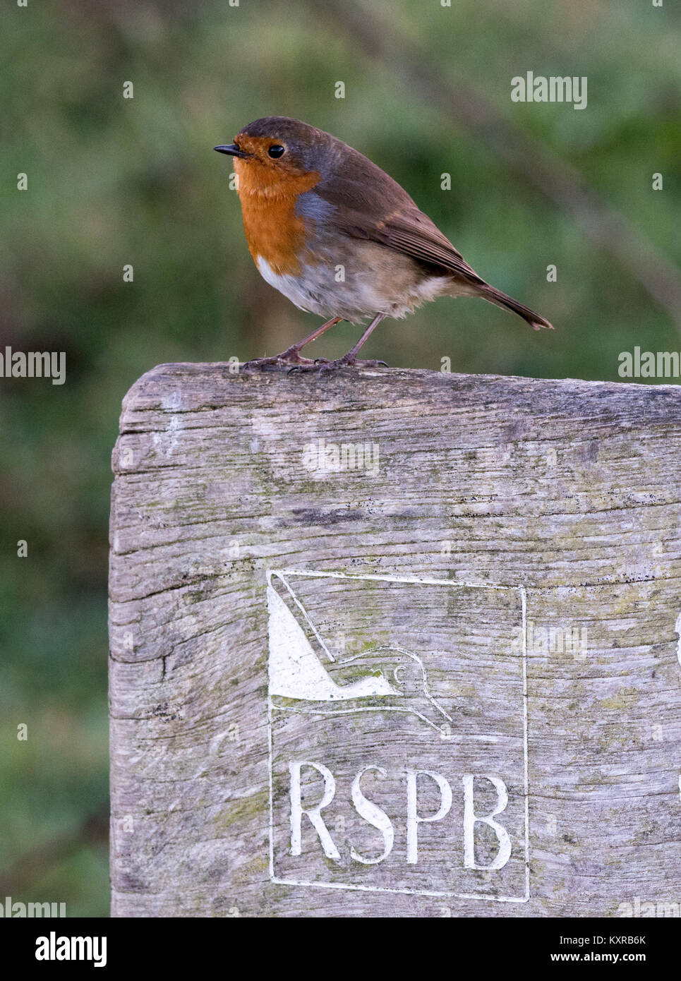 British robin hi-res stock photography and images - Alamy