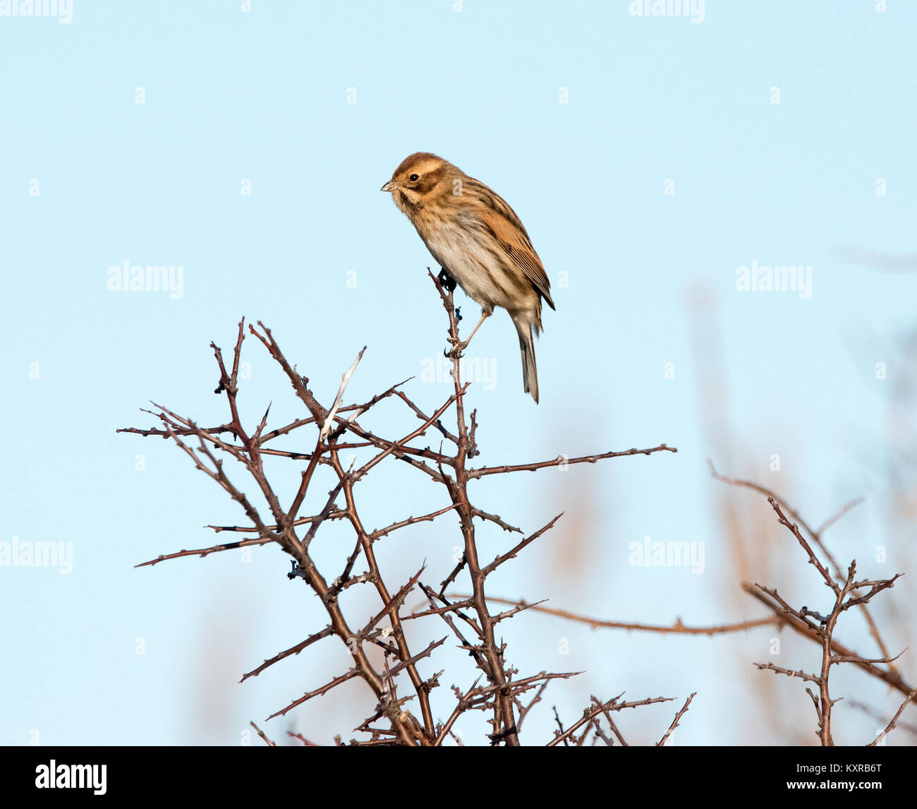 Twite carduelis flavirostris uk hi-res stock photography and images - Alamy