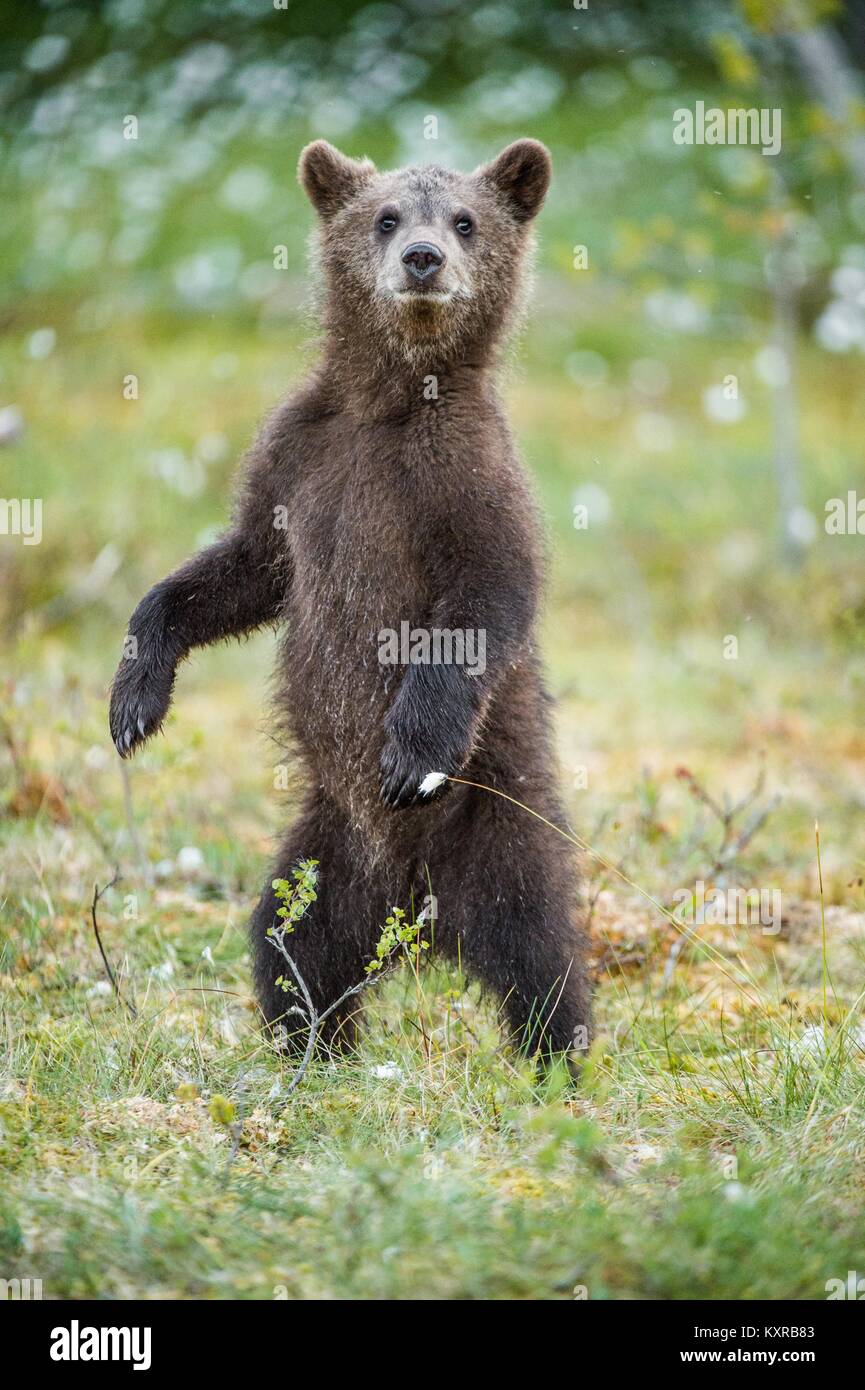 Bear cub stood up on its hind legs. Cub of Brown bear (Ursus Arctos ...