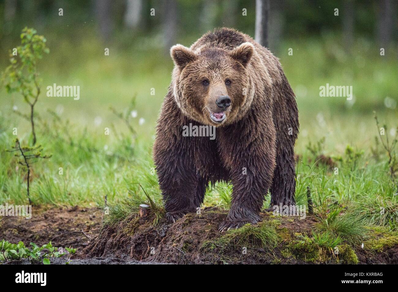 Wild Brown bear (Ursus Arctos Arctos) in the summer forest. Natural green Background Stock Photo ...