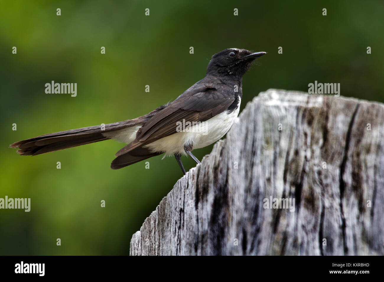 Willie (or Willy) Wagtail (Rhipidura leucophrys), Sydney, Australia ...