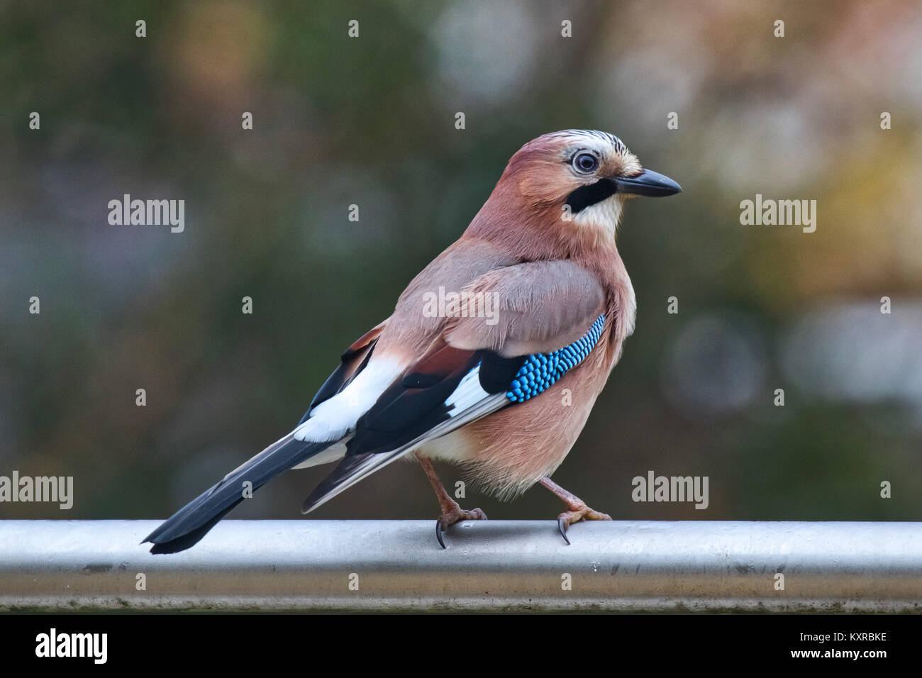 The Eurasian jay (Garrulus glandarius), Riehen, Canton of Basel-stadt ...