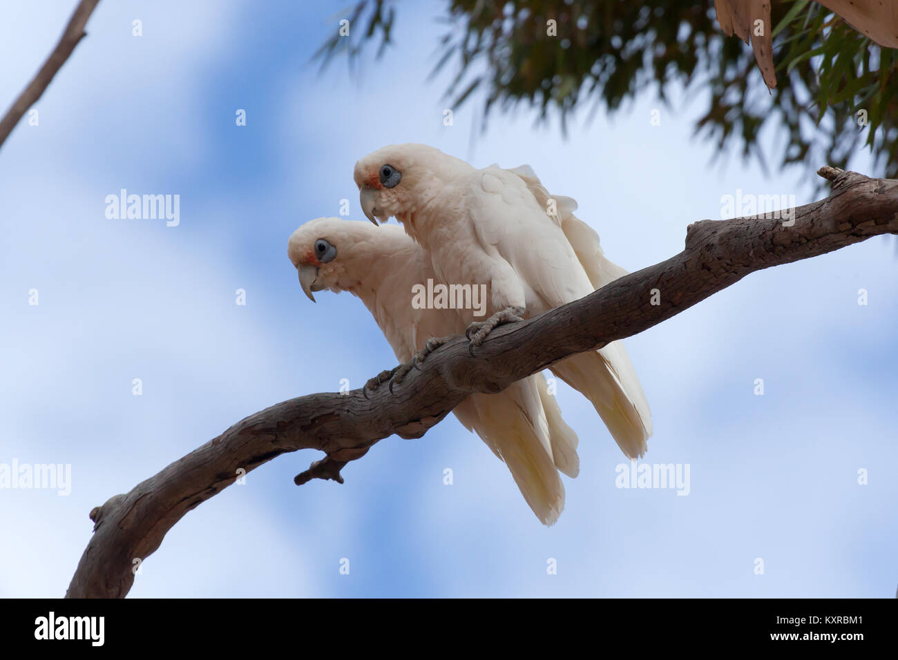 Western corella (Cacatua pastinator pastinator), also known as the ...