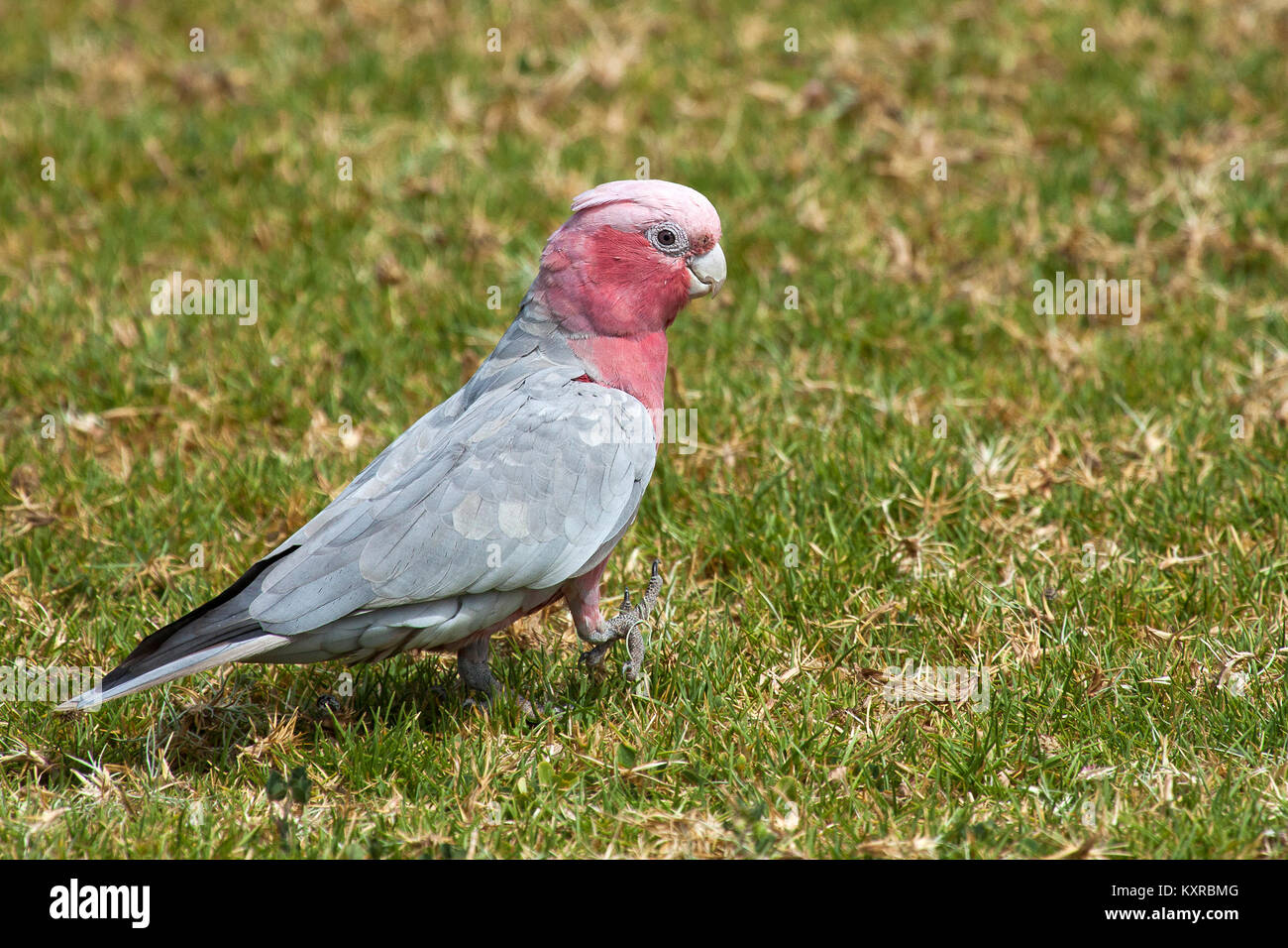 Galah (Eolophus roseicapilla) in Western Australia Stock Photo - Alamy