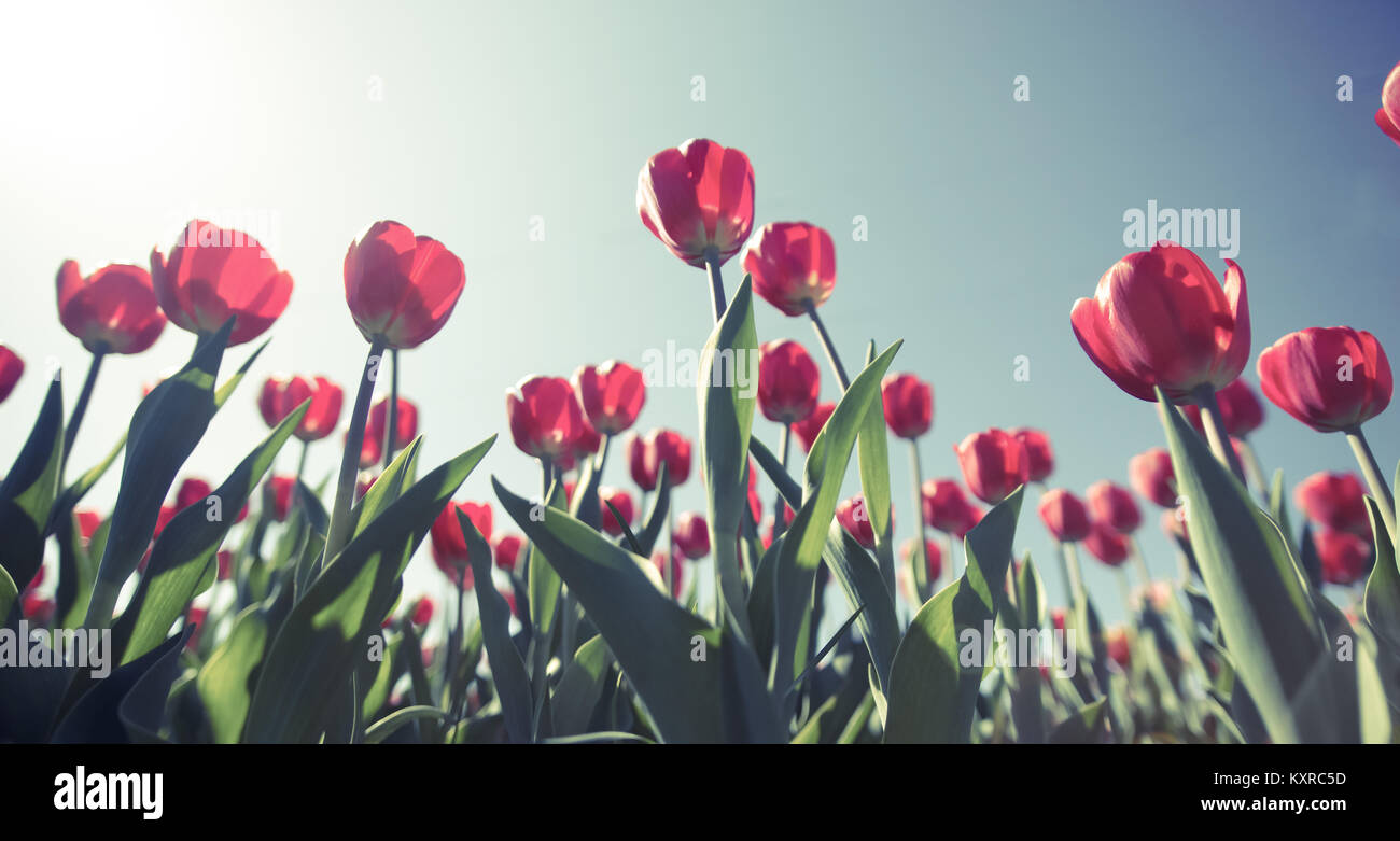 Hipster Flower Twitter Headers