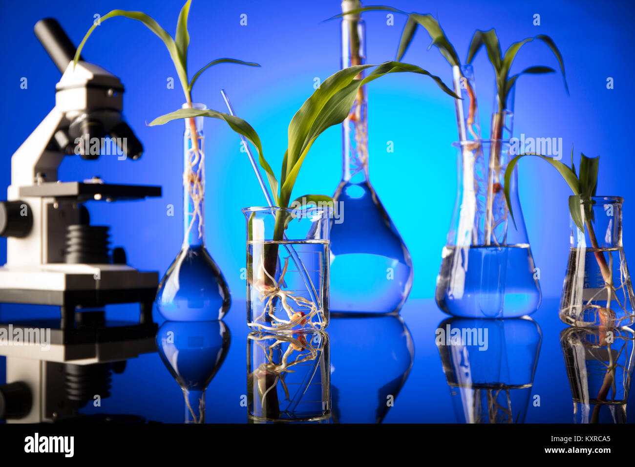 Biotechnology theme. Laboratory concept. Beakers and test-tubes. Blue ...