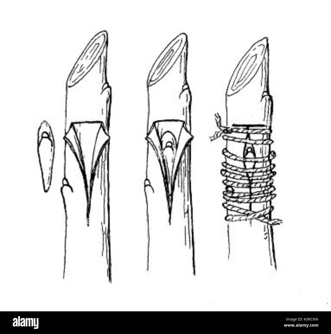 Budding Black and White Stock Photos & Images - Alamy