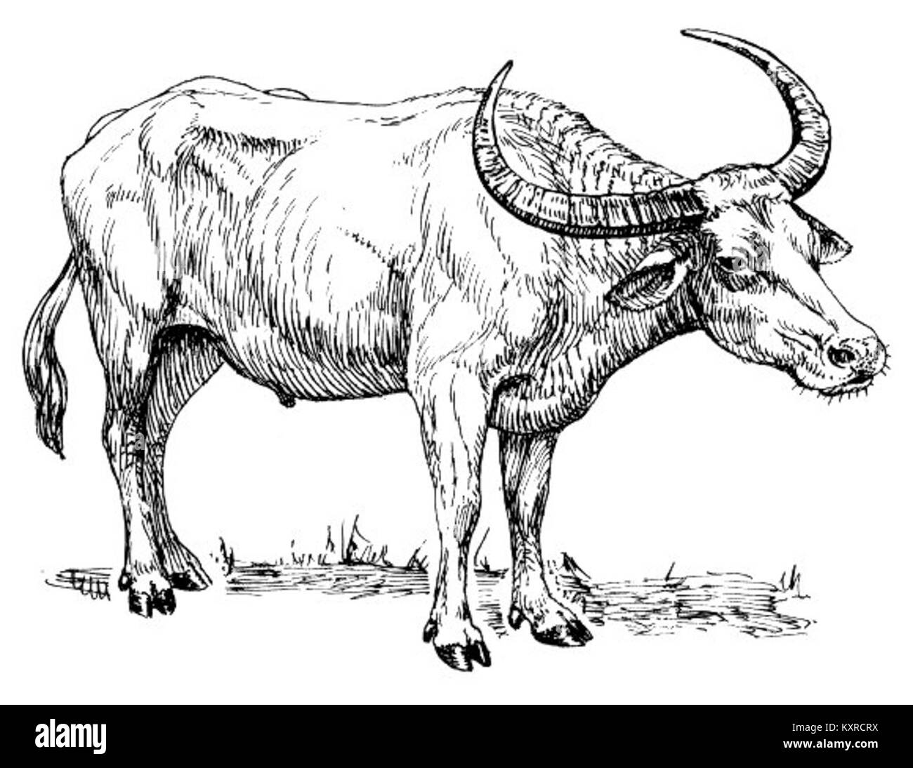 Icon iconic species Black and White Stock Photos & Images - Alamy