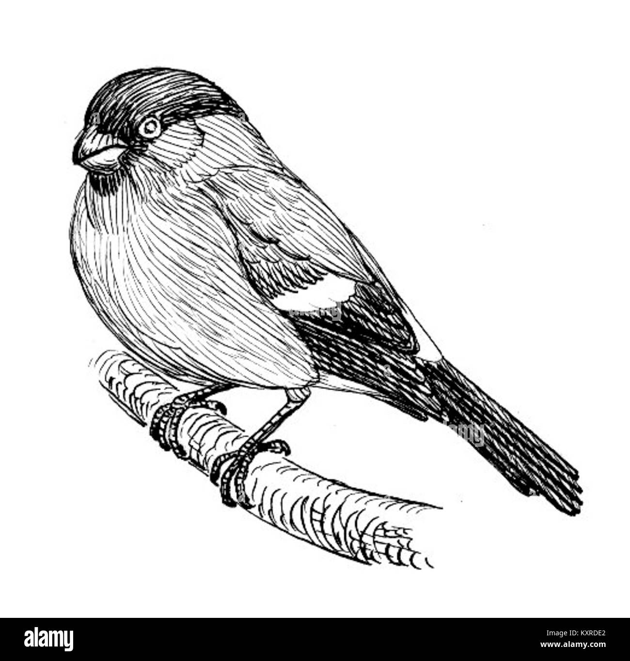 Bullfinch photo Black and White Stock Photos & Images - Alamy