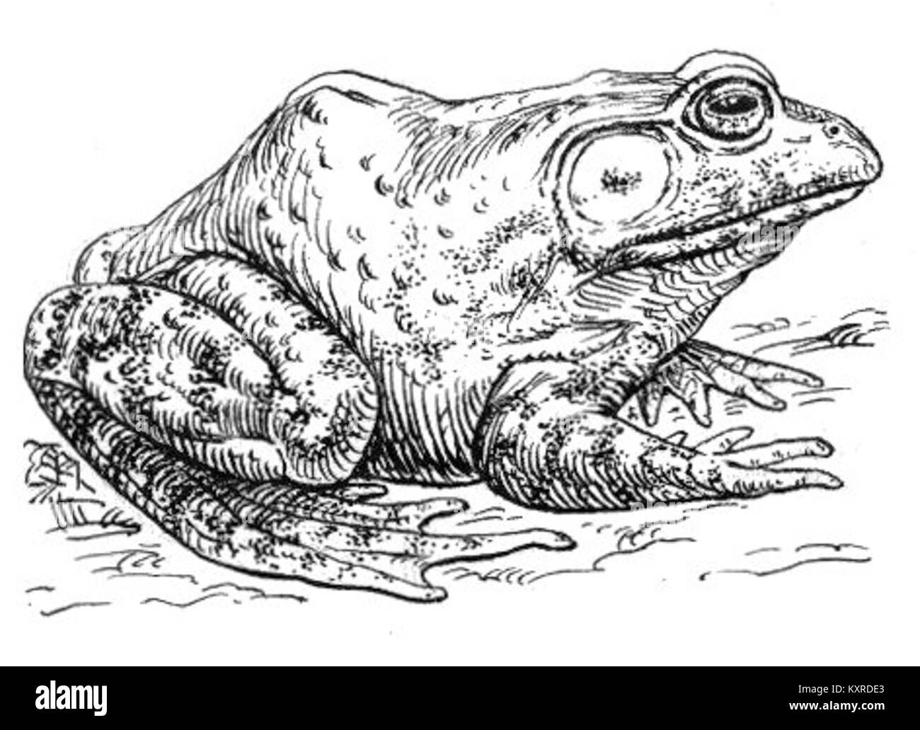 Bullfrog illustration hi-res stock photography and images - Alamy